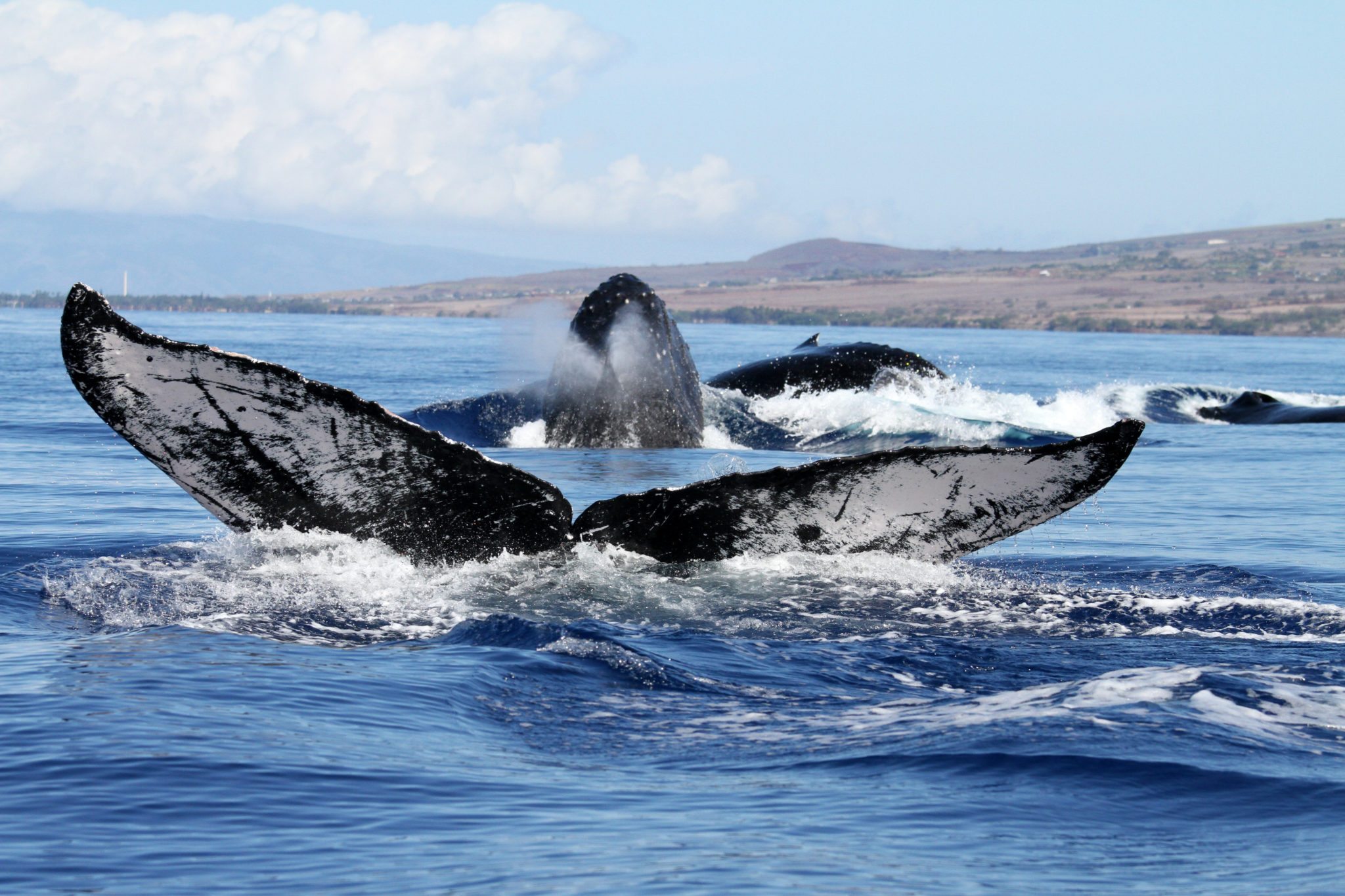 Hawaii Humpback Whale Marine Sanctuary Cam - MauiLiveView